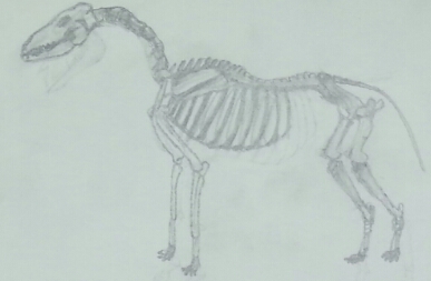 Dog Skeleton – Arya Marie Art